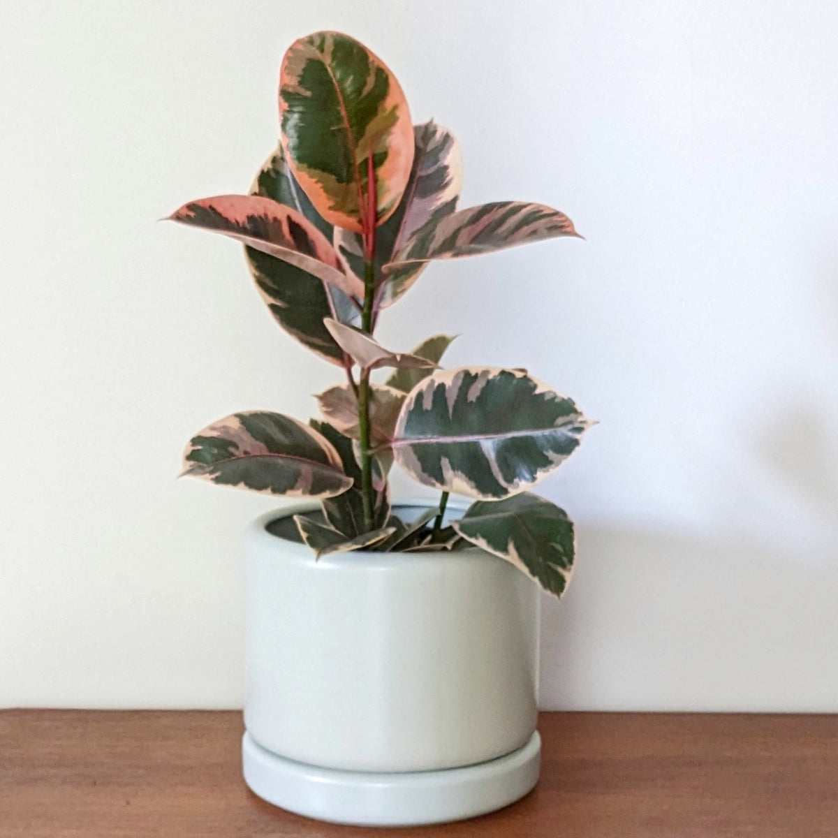Ficus elastica "Ruby" - 17cm pot | Plantsmith Indoor Plants Melbourne