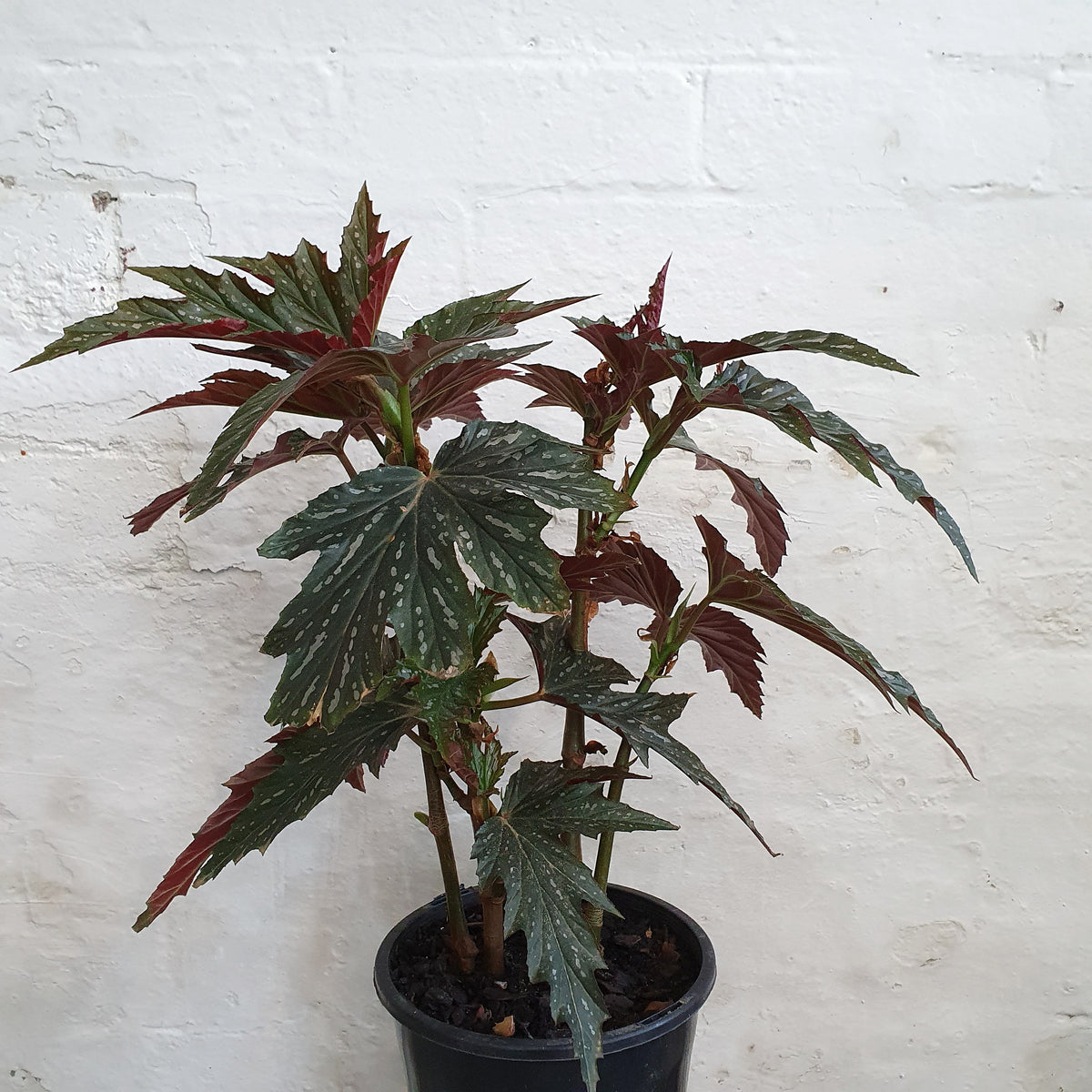Begonia Sophie Cecile 17cm pot Plantsmith Indoor Plants Melbourne