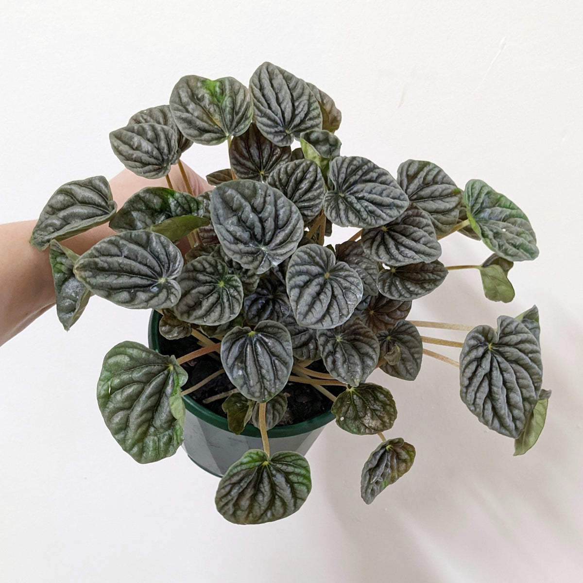 Peperomia caperata 'Silver Ripple' - 13cm pot | Plantsmith Indoor ...