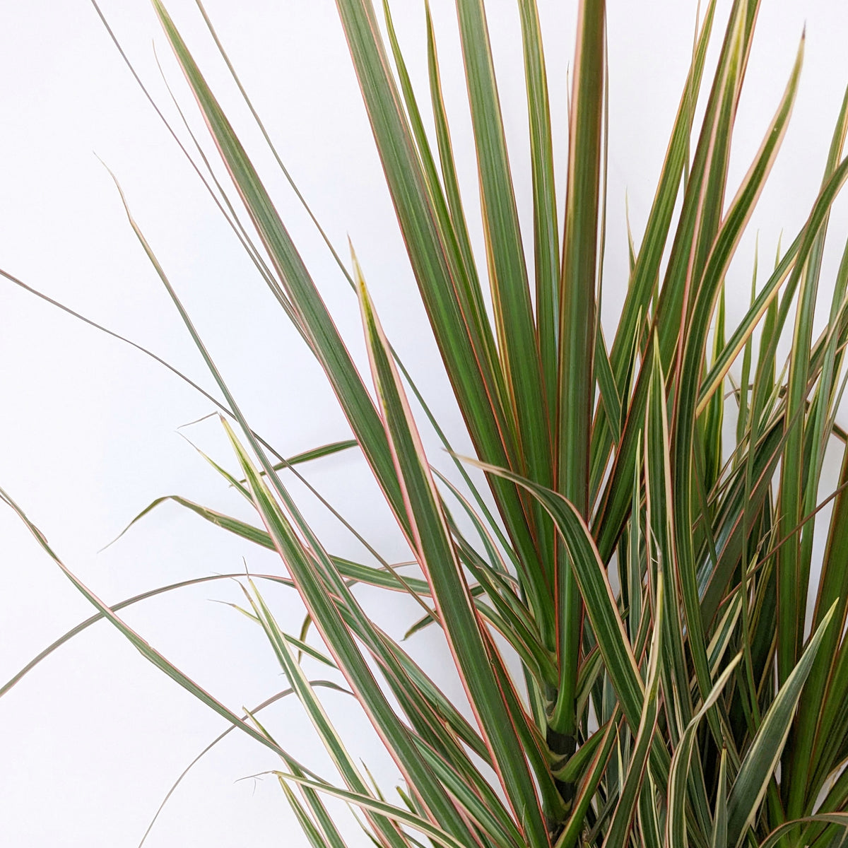 Dracaena marginata tricolor (Variegated Dragon Tree) - ADVANCED 20cm ...