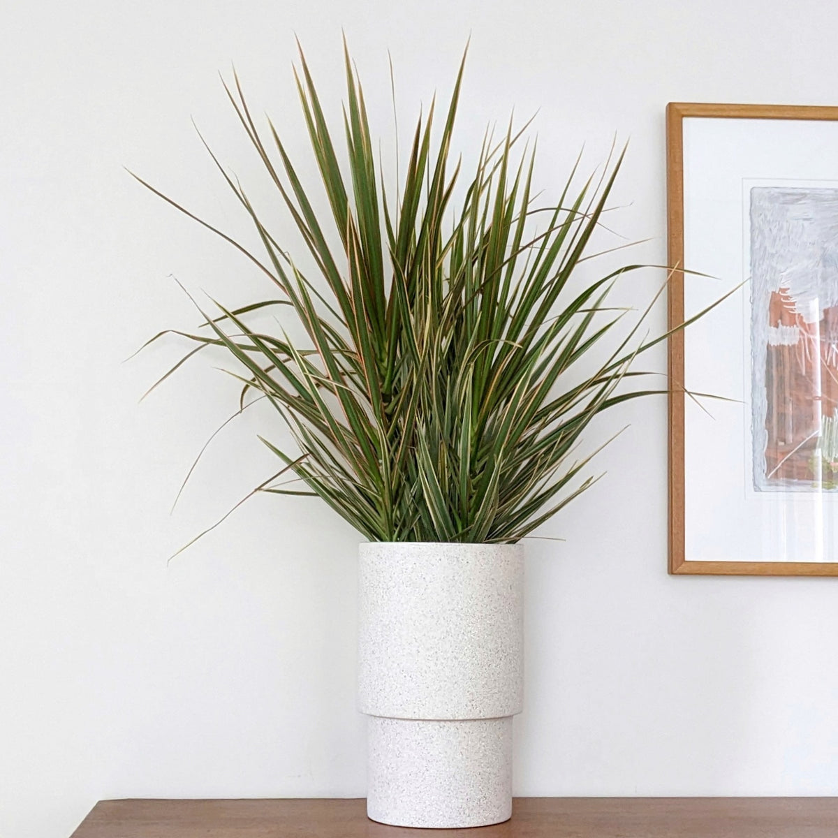 Dracaena marginata tricolor (Variegated Dragon Tree) - ADVANCED 20cm ...