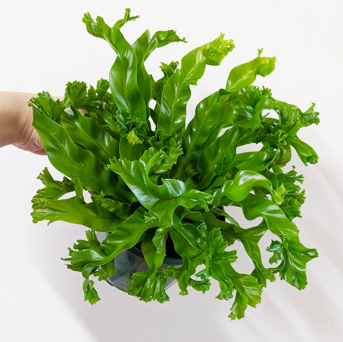 Asplenium antiquum ‘Crissie’ (Crested Japanese Birdsnest Fern) - 13cm ...