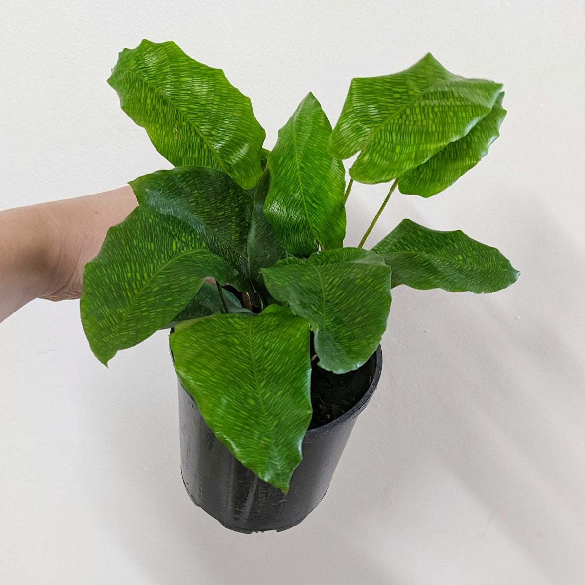 Calathea musaica (Network Calathea) - 13cm pot | Plantsmith Indoor ...
