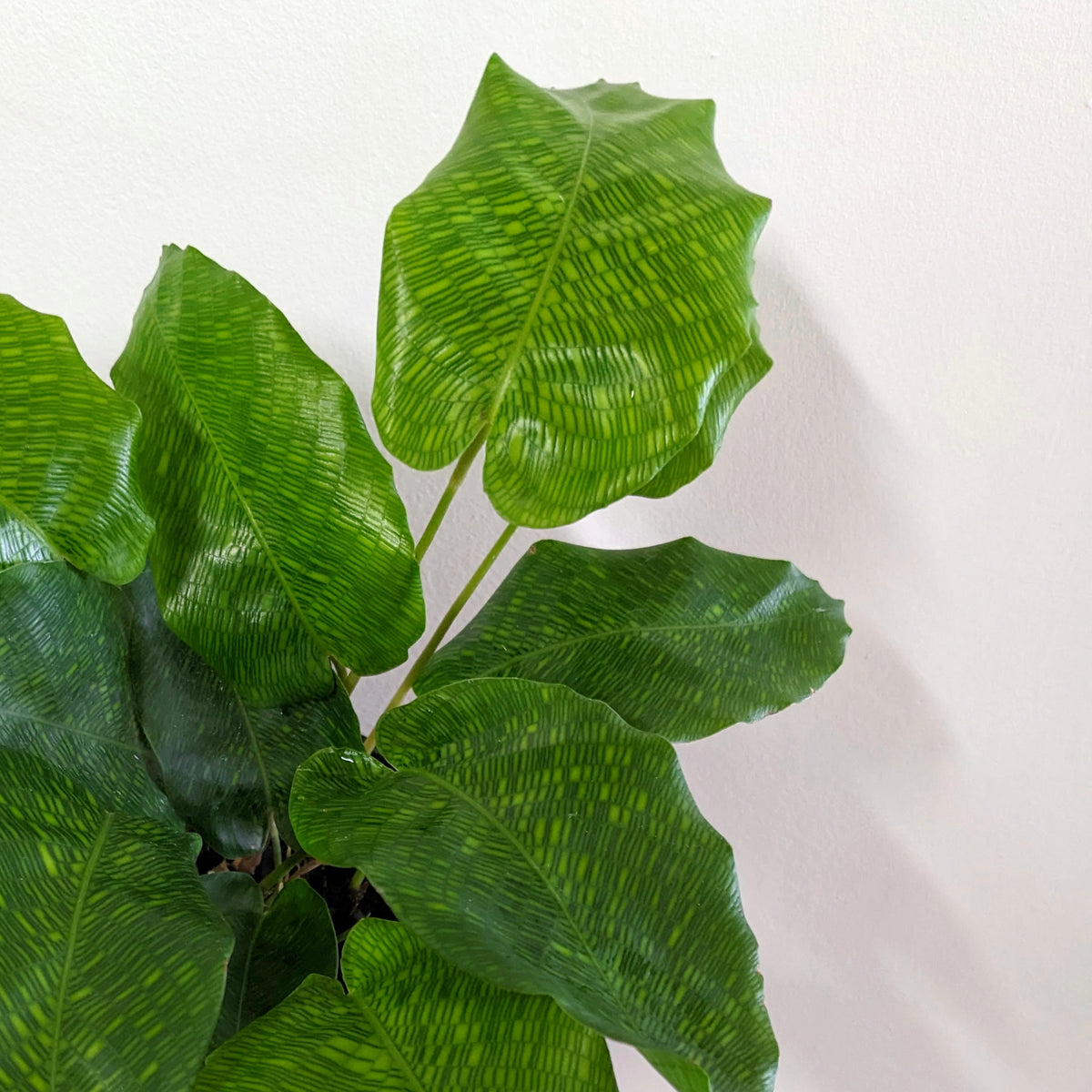 Calathea musaica (Network Calathea) - 13cm pot | Plantsmith Indoor ...