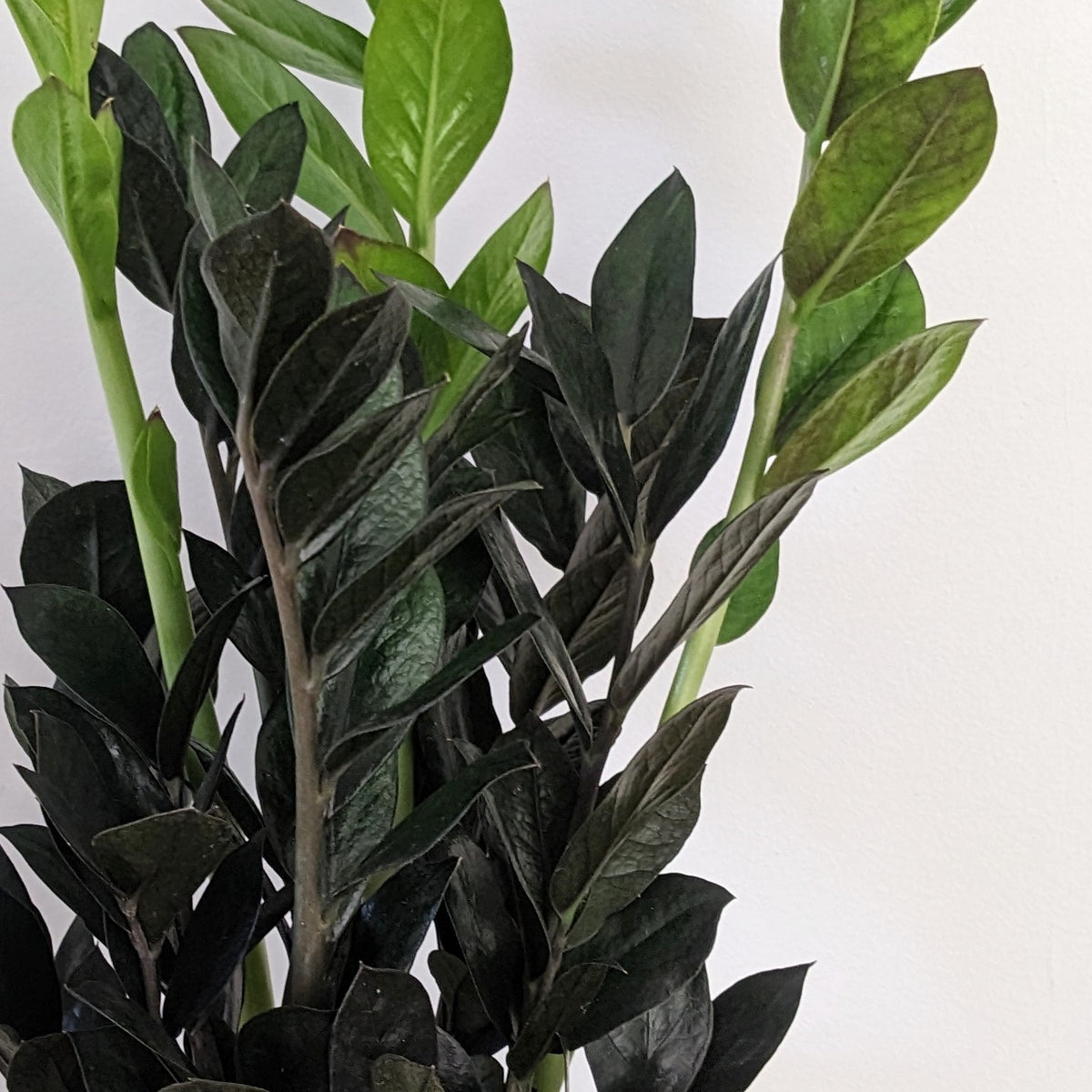 Zamioculcas zamiifolia 'Raven' (Zanzibar Gem, ZZ Plant) - 17cm pot ...