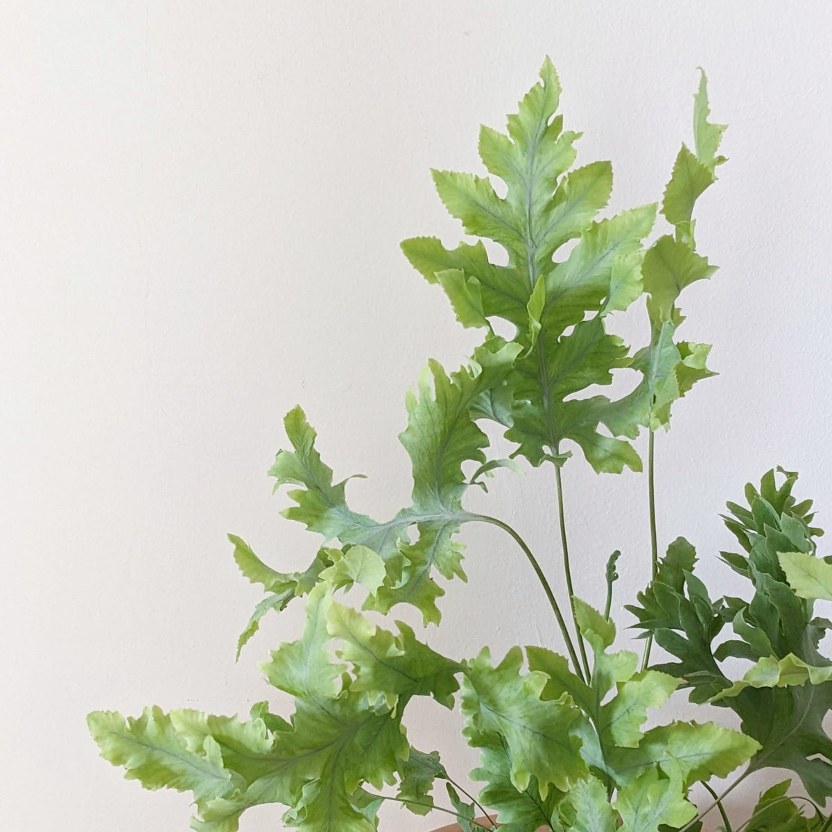 Phlebodium aureum 'Davana' - 17cm pot | Plantsmith Indoor Plants Melbourne