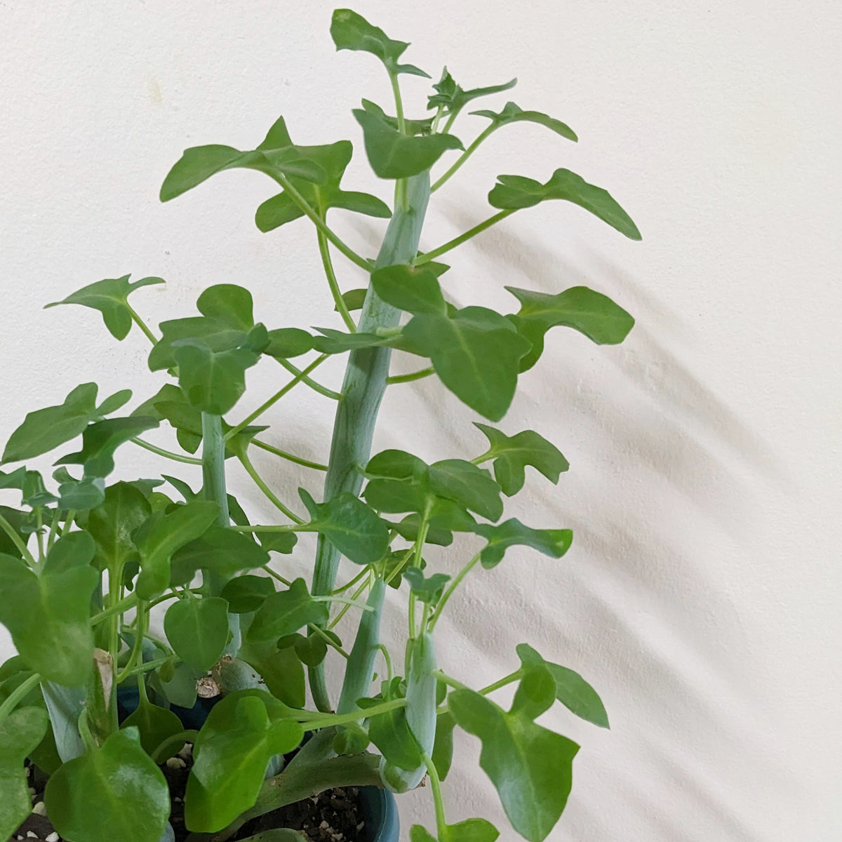 Senecio articulatus (Candle Plant) - 10cm pot | Plantsmith Indoor ...