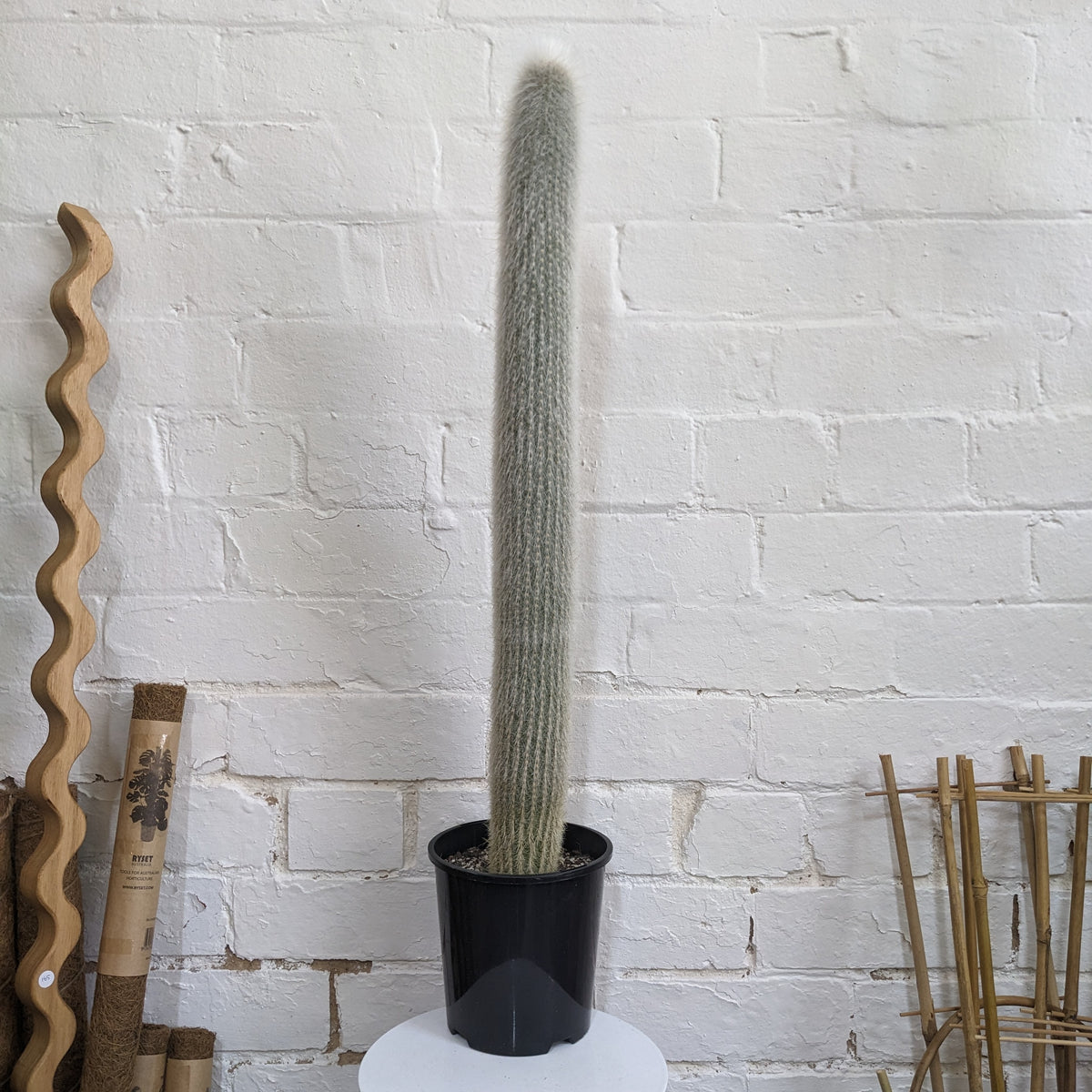 Cleistocactus strausii (Silver Torch Cactus) - 15cm pot | Plantsmith ...