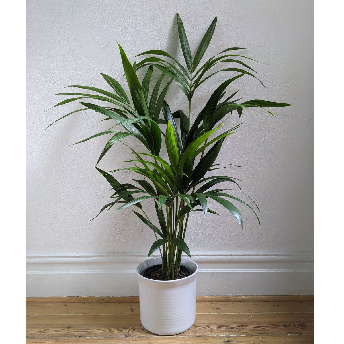 Howea forsteriana (Kentia Palm) - 20cm pot | Plantsmith Indoor Plants ...