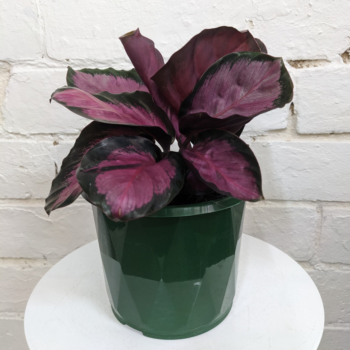 Calathea roseopicta ‘Rosey’ - 13cm | Plantsmith Indoor Plants Melbourne