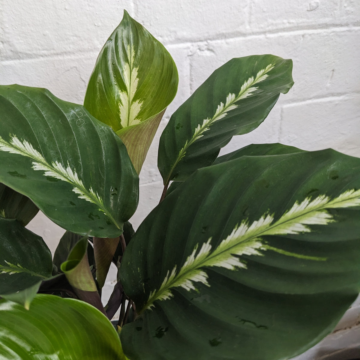 Calathea louisae ‘Maui Queen’ - 17cm pot | Plantsmith Indoor Plants ...