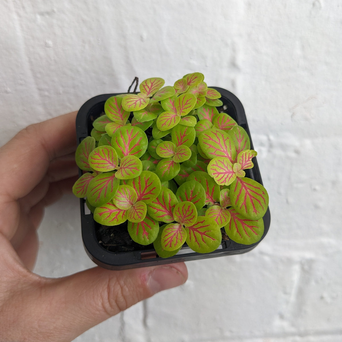 Fittonia ‘Skeleton’ (Nerve Plant) - 7cm pot | Plantsmith Indoor Plants ...