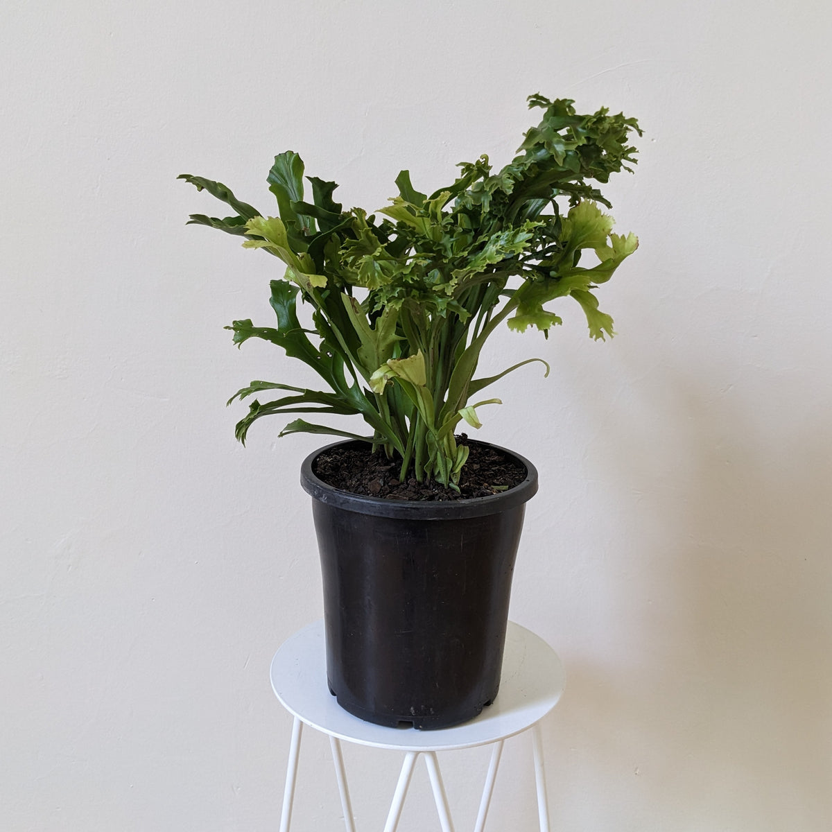 Microsorium punctatum 'Grandiceps' (Terrestrial Elk Horn Fern) - 18cm ...