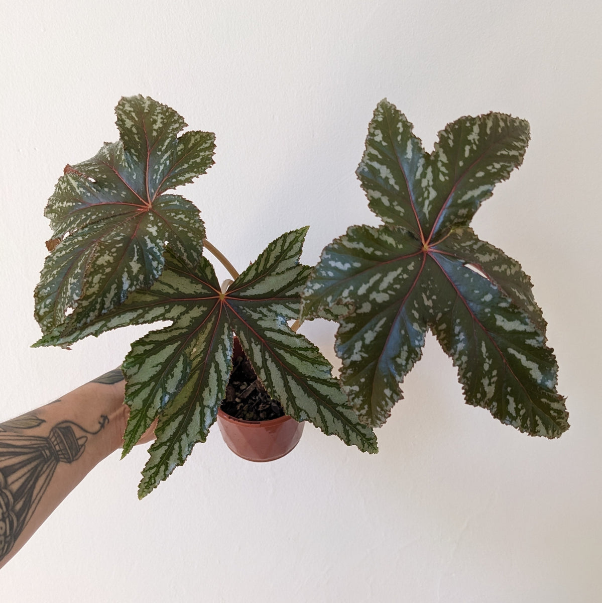 Begonia 'Gryphon' - 10cm | Plantsmith Indoor Plants Melbourne