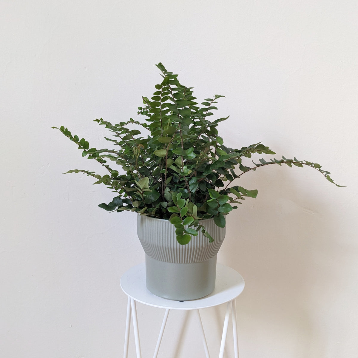 Pellaea falcata (Sickle Fern) - 14cm pot | Plantsmith Indoor Plants ...