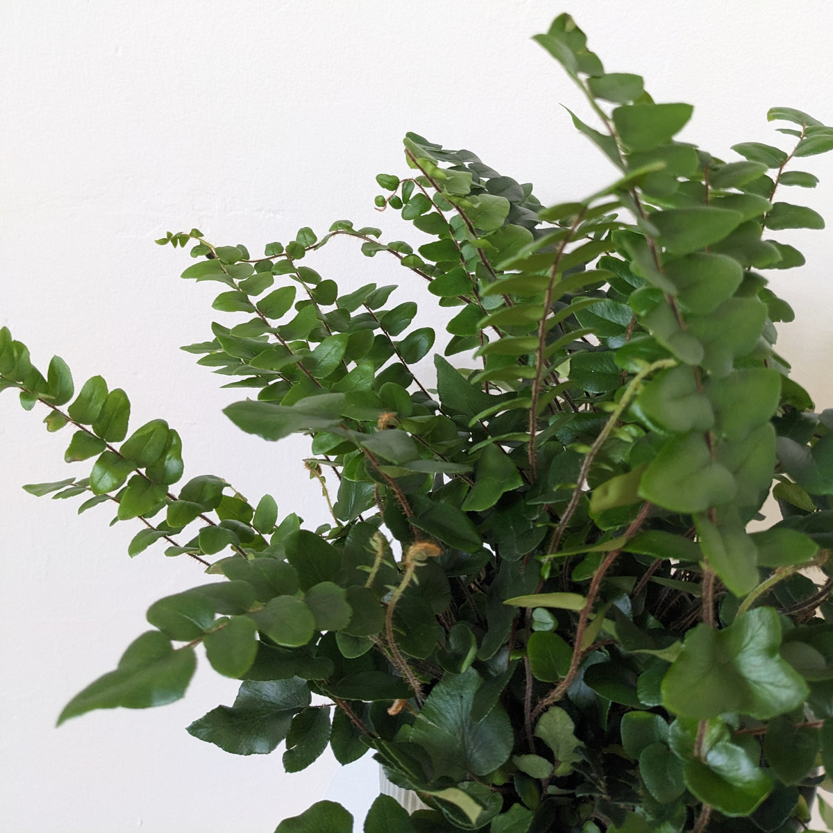 Pellaea falcata (Sickle Fern) - 14cm pot | Plantsmith Indoor Plants ...