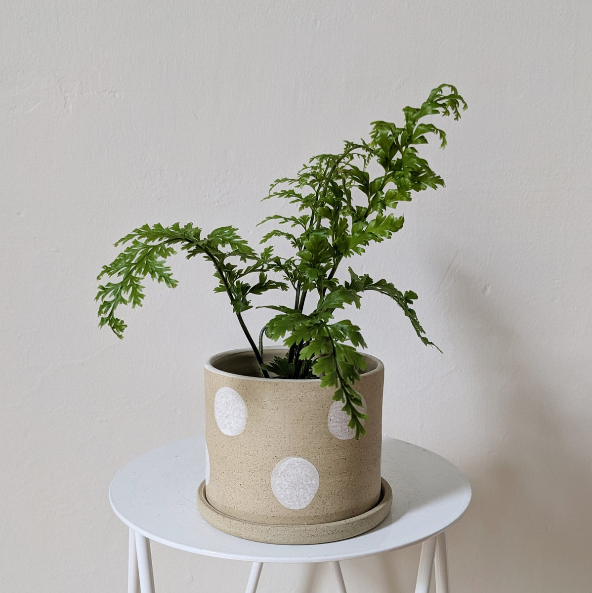 Asplenium bulbiferum (Hen and Chicken Fern) - 7.5cm | Plantsmith Indoor ...