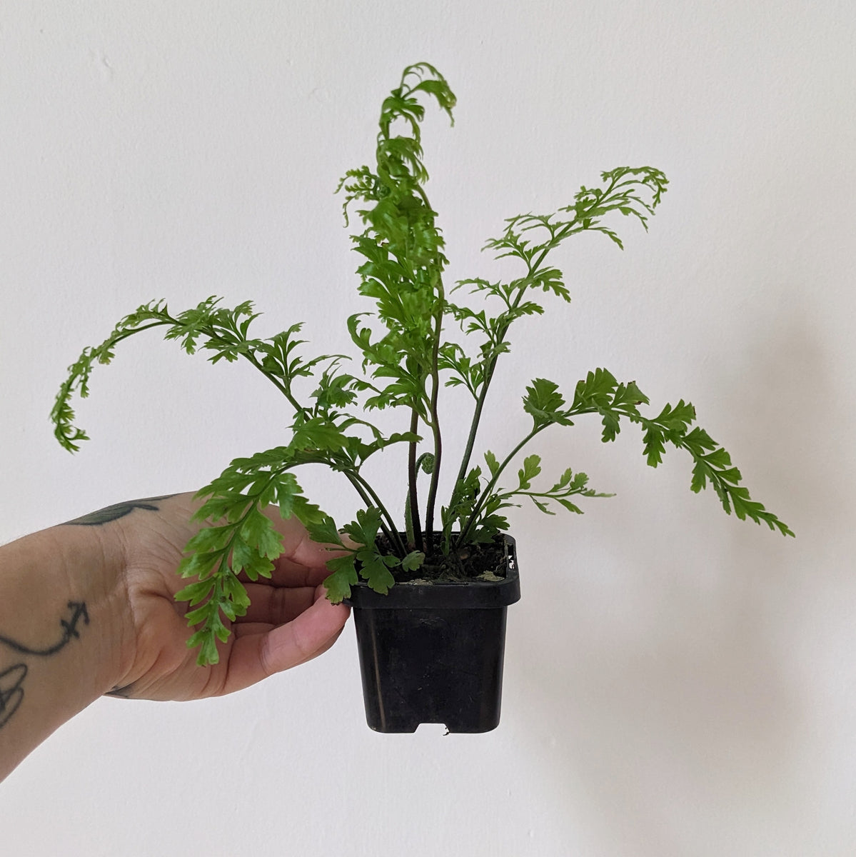 Asplenium bulbiferum (Hen and Chicken Fern) - 7.5cm | Plantsmith Indoor ...