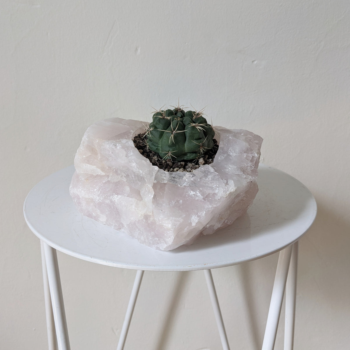 Cactus planted in quartz crystal | Plantsmith Indoor Plants Melbourne