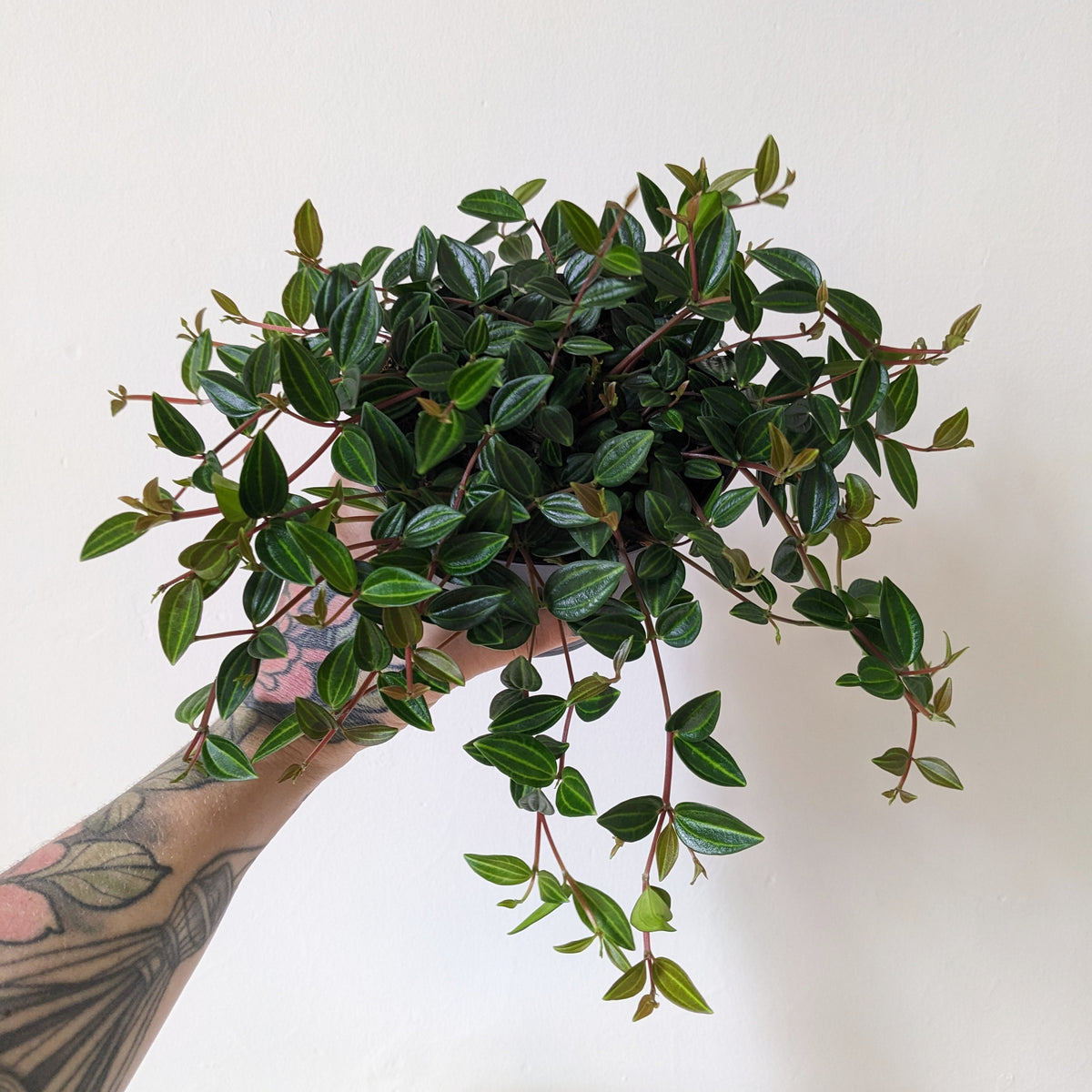 Peperomia angulata ‘rocca vivace’ - 12cm pot | Plantsmith Indoor Plants ...
