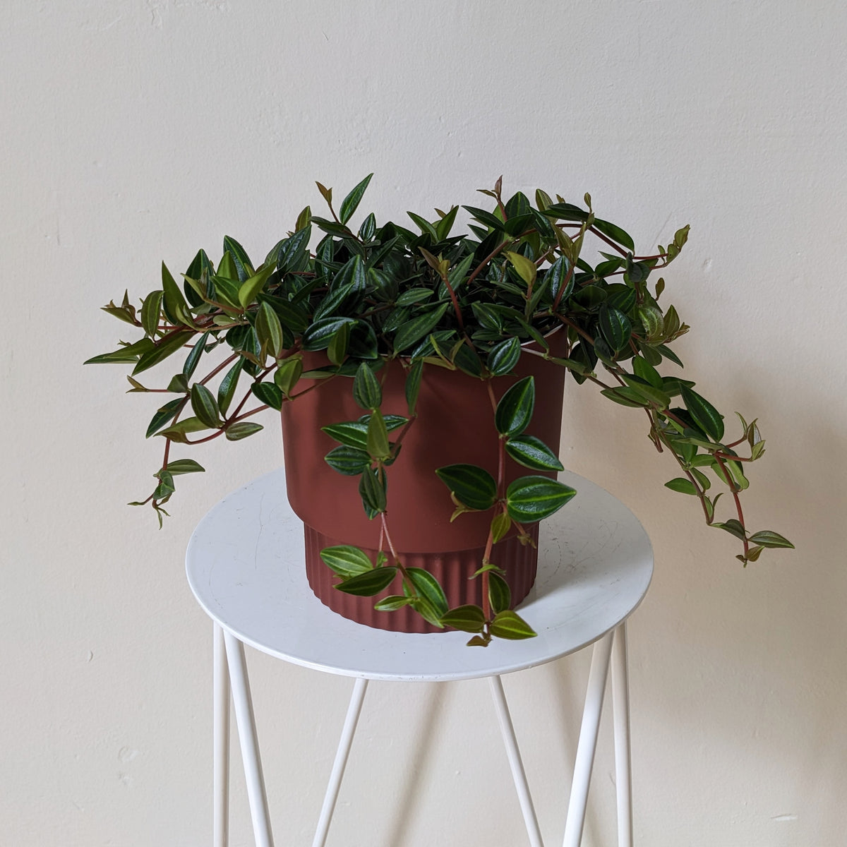Peperomia angulata ‘rocca vivace’ - 12cm pot | Plantsmith Indoor Plants ...