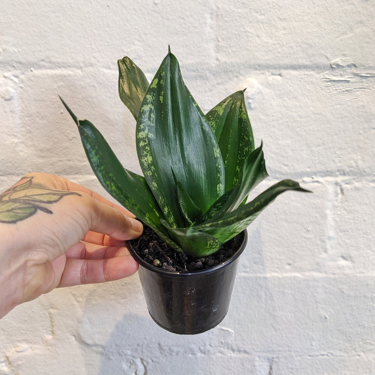 Sansevieria 'Whitney' (Snake Plant) - 8cm pot | Plantsmith Indoor ...