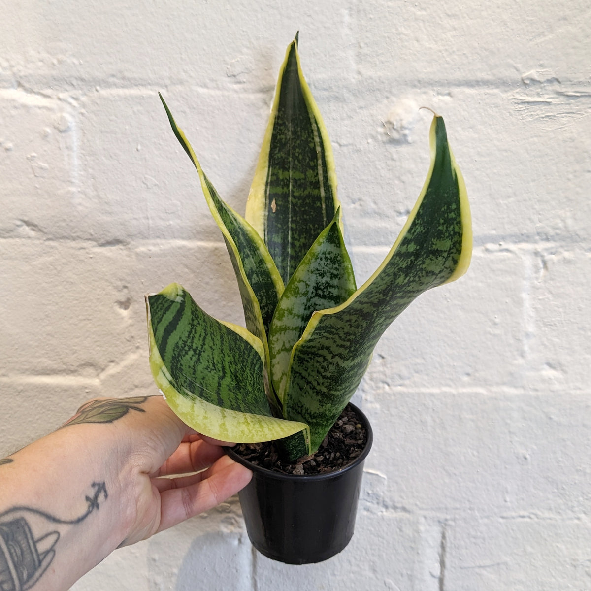 Sansevieria superba (Snake Plant) - 8cm pot | Plantsmith Indoor Plants ...