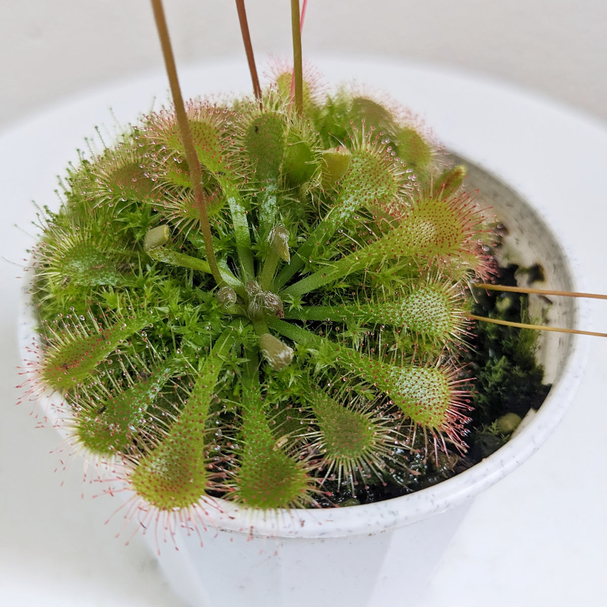 Drosera spatulata (Sundew) - 7cm pot | Plantsmith Indoor Plants Melbourne
