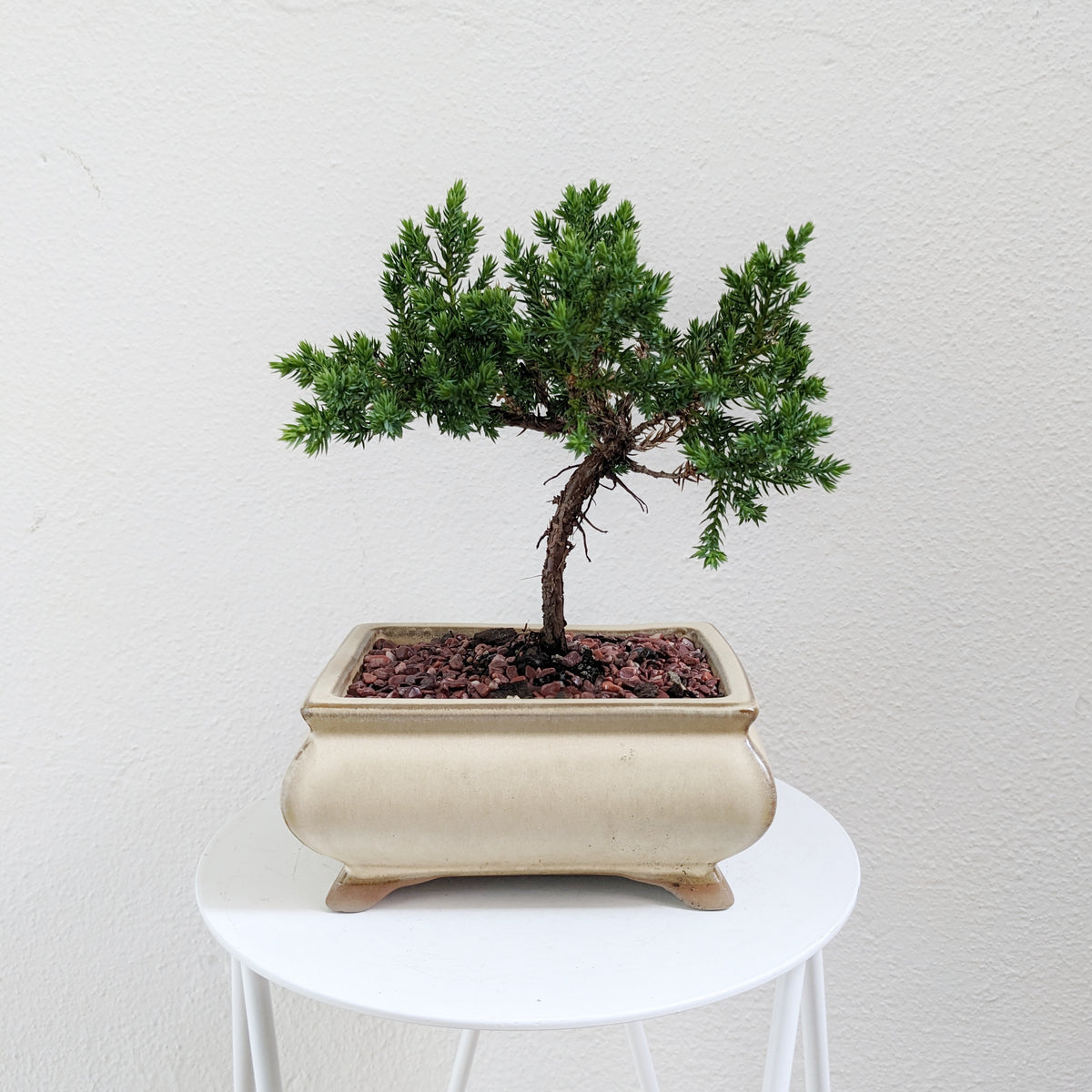 Bonsai Juniperus squamata prostrata 'Pingii’ - 15cm pot | Plantsmith ...