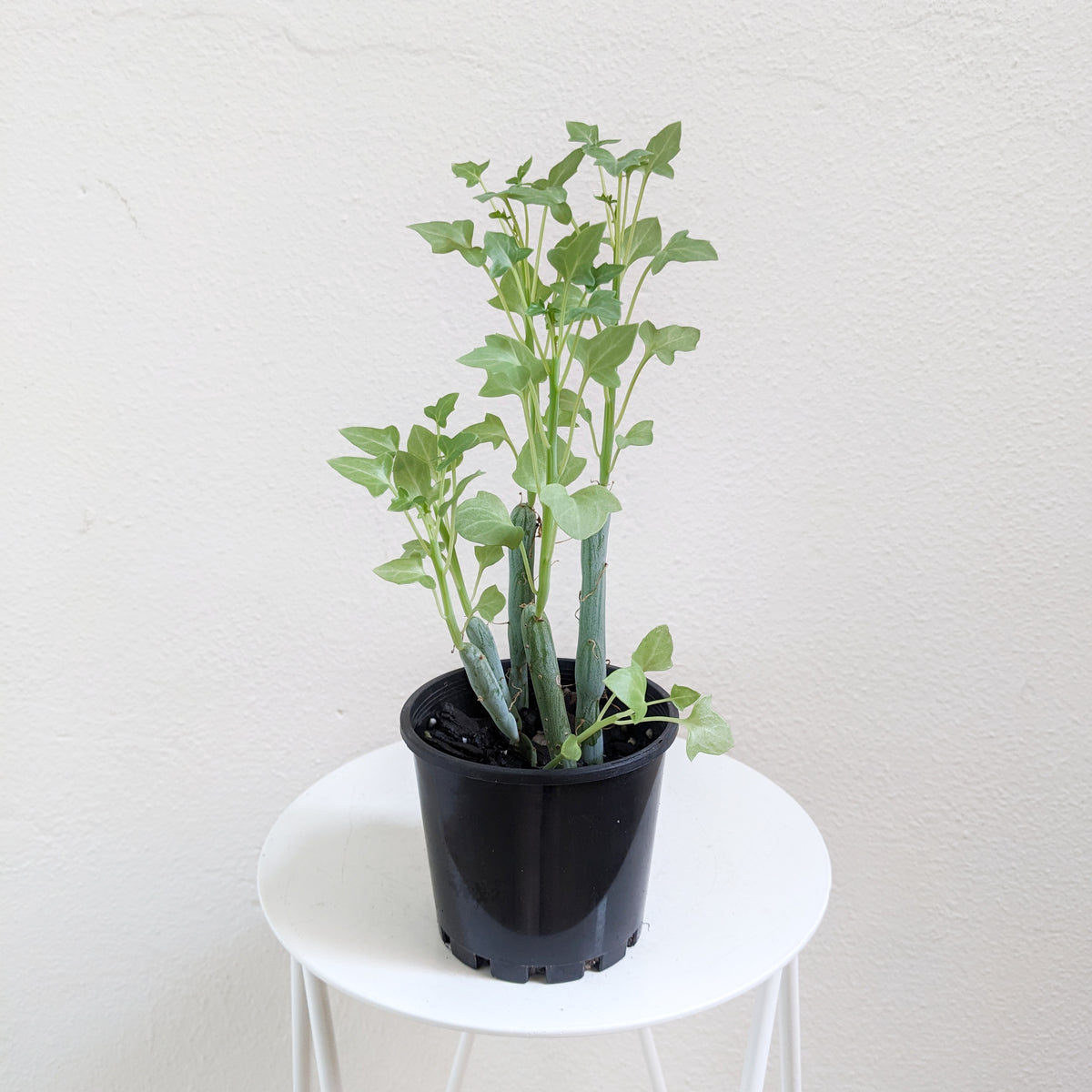 Senecio articulatus (Candle Plant) - 10cm pot | Plantsmith Indoor ...