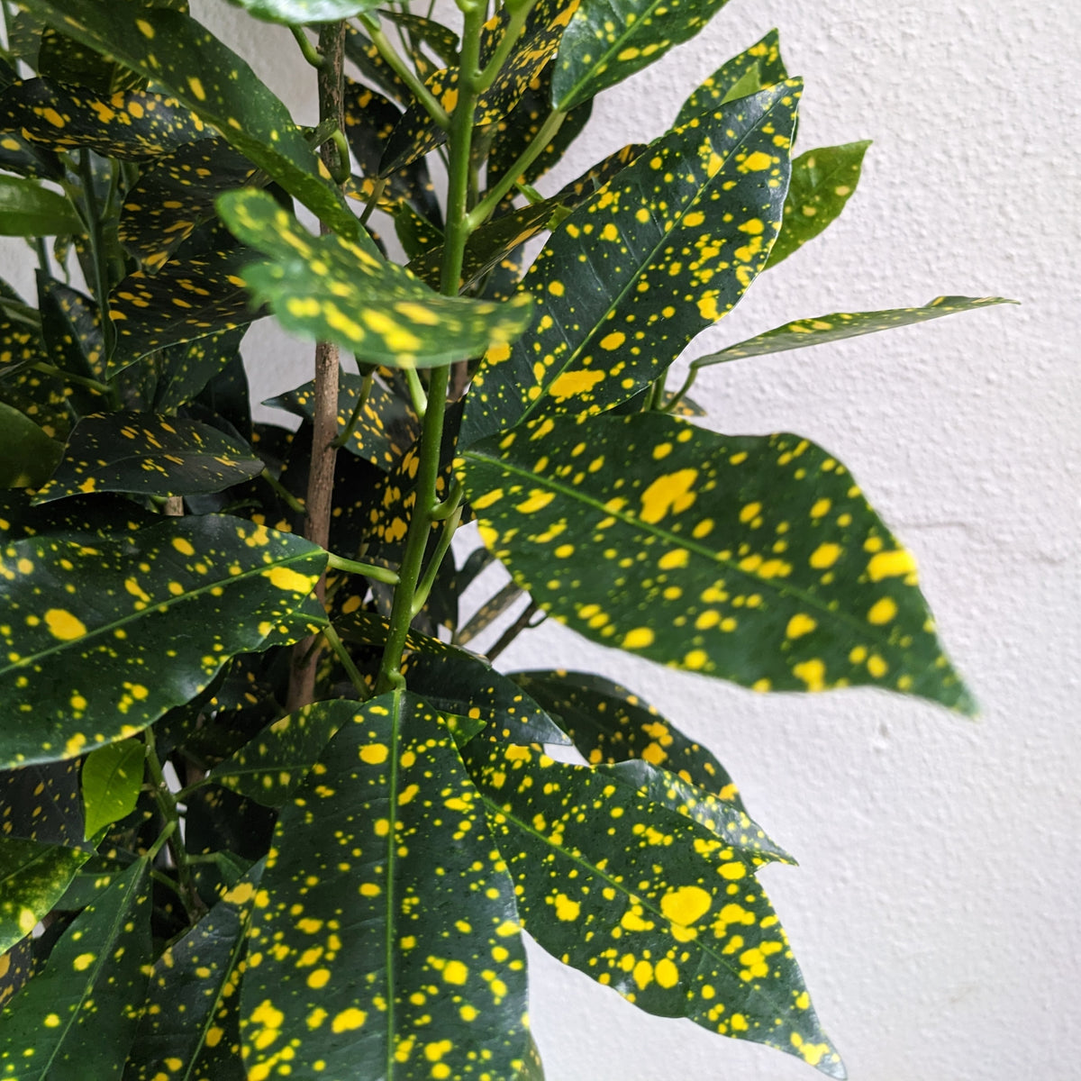 Codiaeum variegatum (Croton) ‘Speckled’ - 20cm pot | Plantsmith Indoor ...