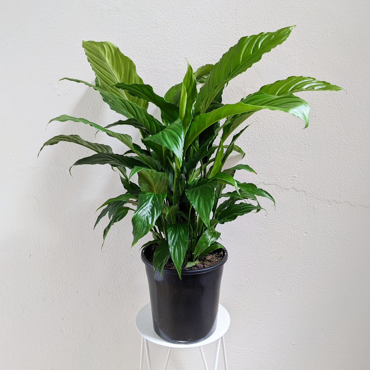 Spathiphyllum wallisii ‘Chico’ (Peace Lily) - 20cm pot | Plantsmith ...