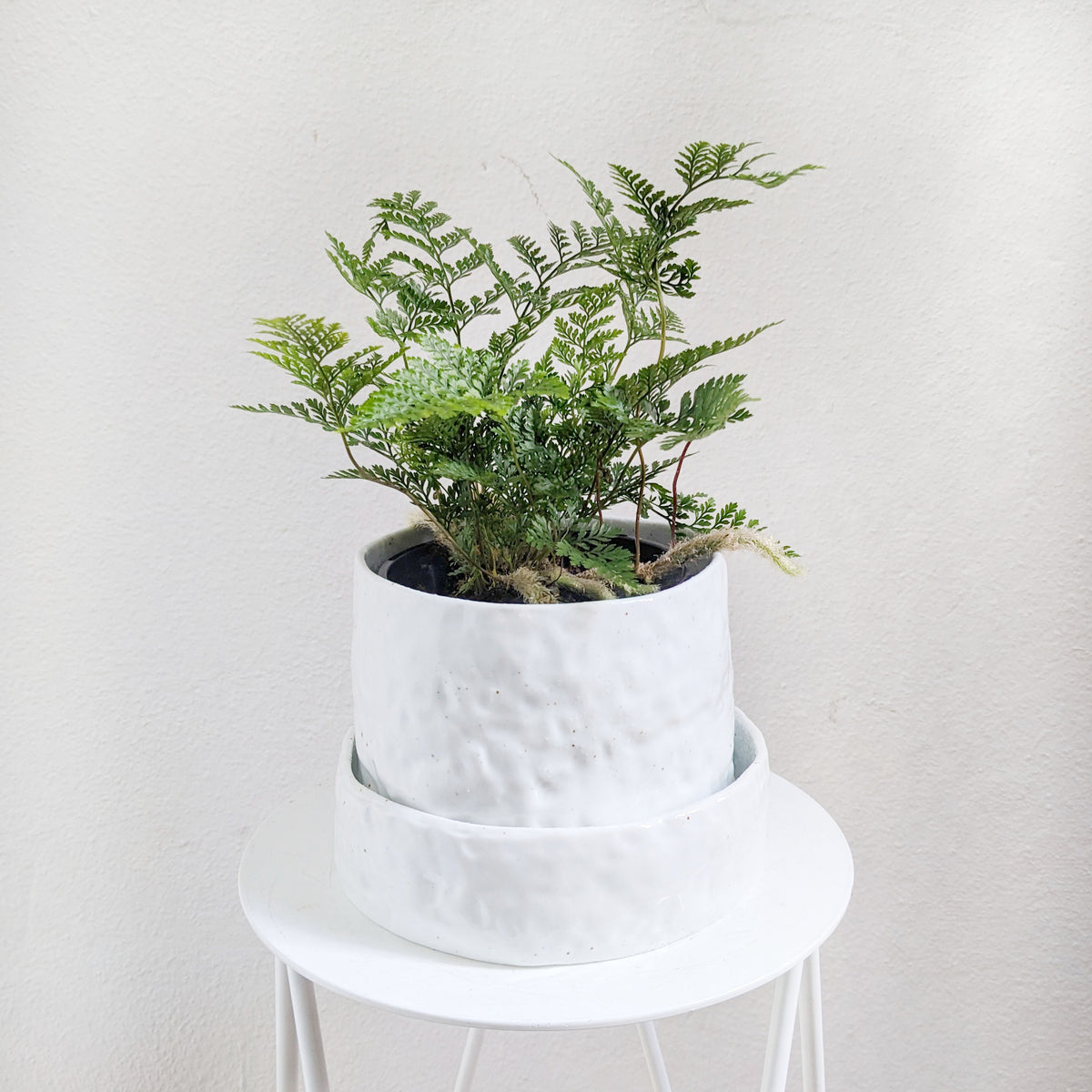 Humata tyermanii (White Rabbit's Foot Fern) - 12cm pot | Plantsmith ...