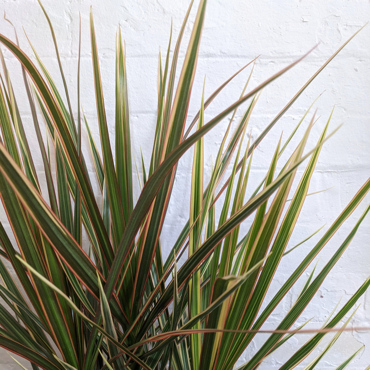 Dracaena marginata tricolor (Variegated Dragon Tree) - 20cm pot ...