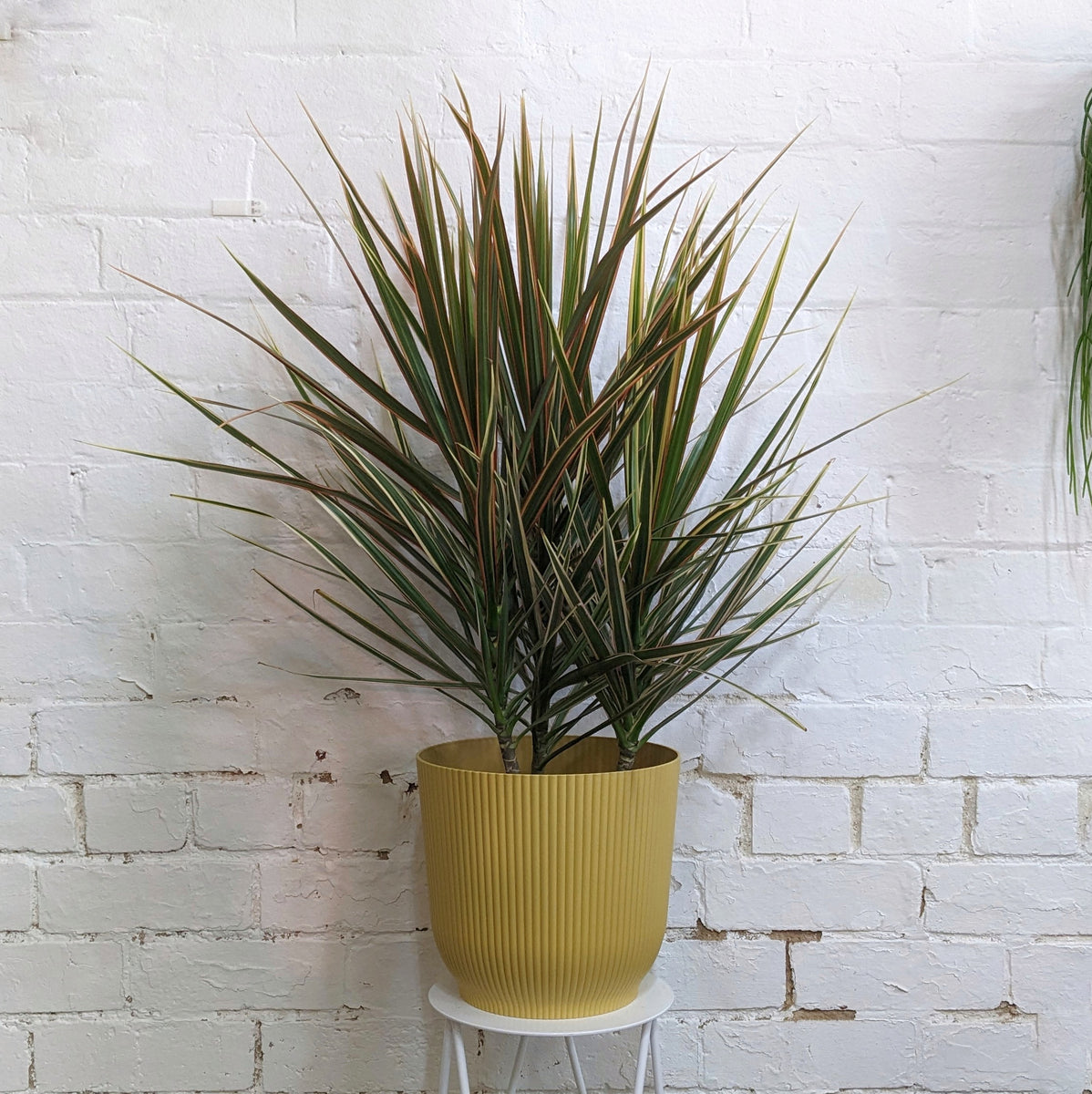 Dracaena marginata tricolor (Variegated Dragon Tree) - 20cm pot ...