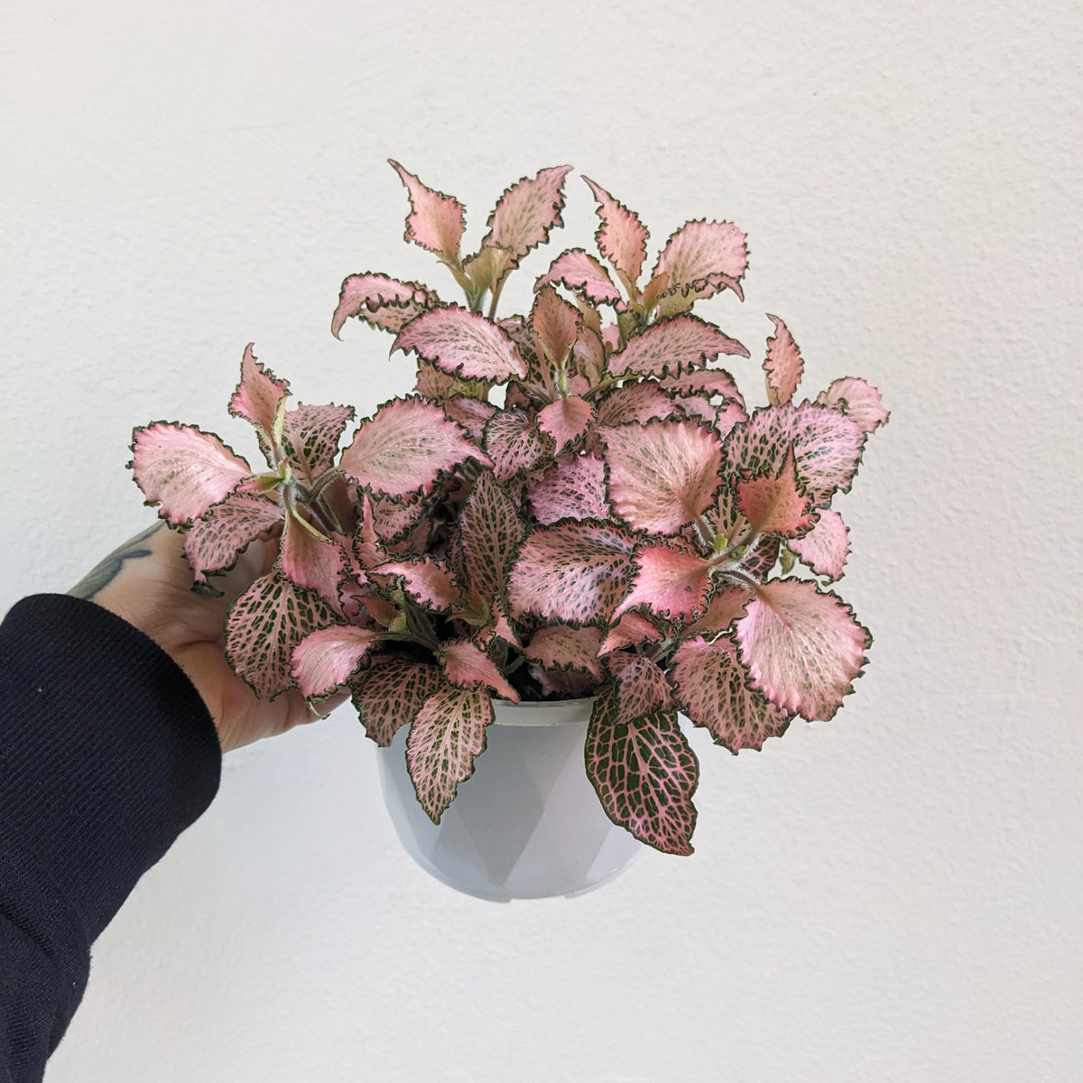 Fittonia verschaffeltii 'Pink Star' (Nerve Plant) - 13cm pot ...