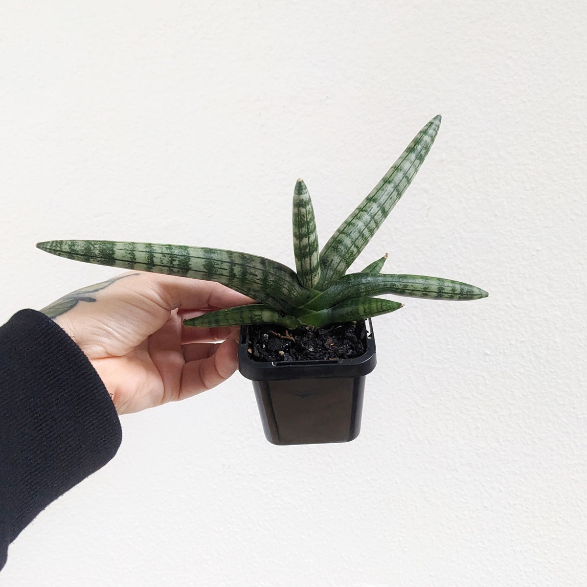 Sansevieria boncel (Fan Snake Plant) - 7cm Pot | Plantsmith Indoor ...