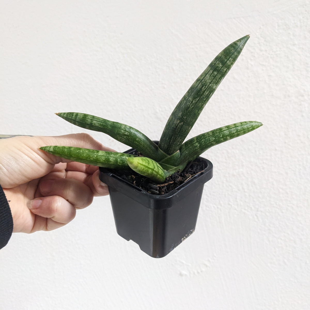 Sansevieria boncel (Fan Snake Plant) - 7cm Pot | Plantsmith Indoor ...
