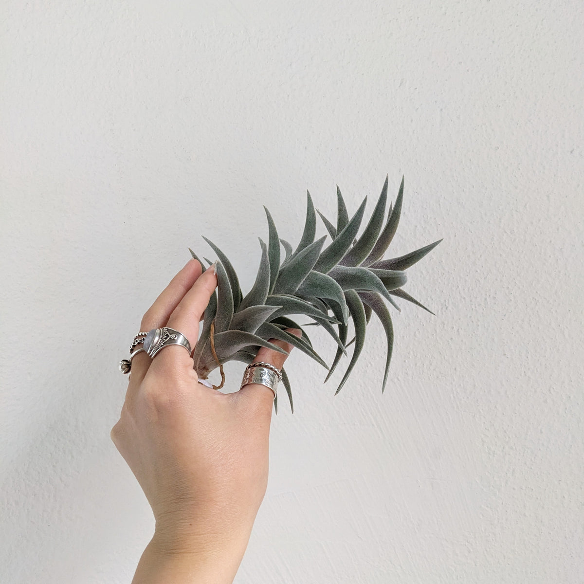 Tillandsia edithae (Air plant) | Plantsmith Indoor Plants Melbourne