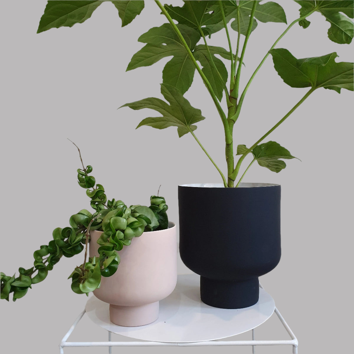 Fergus planter - Medium | Plantsmith Indoor Plants Melbourne