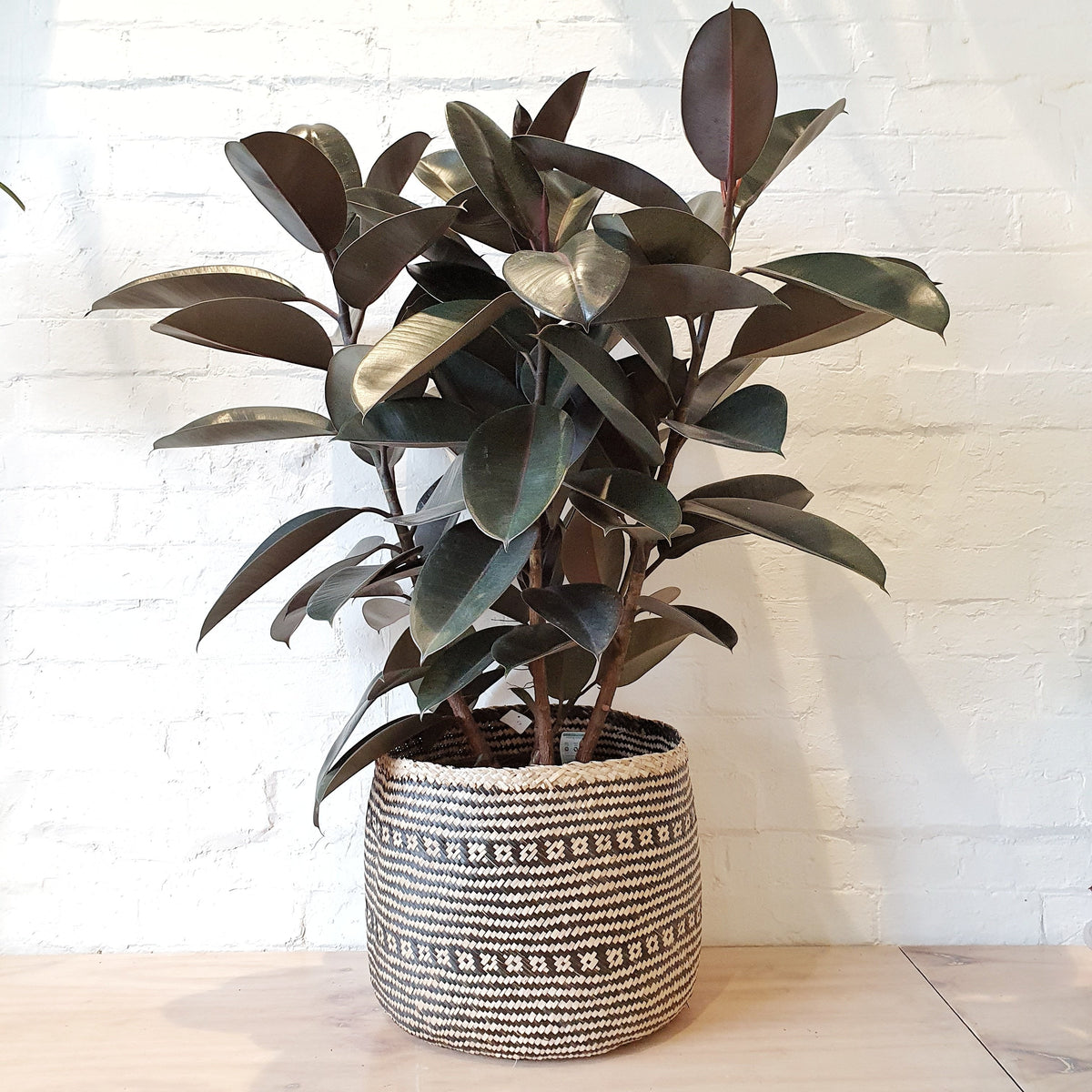 Ficus elastica 'Burgundy' - 24cm pot | Plantsmith Indoor Plants Melbourne
