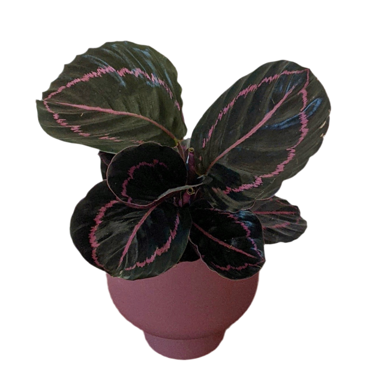 Calathea roseopicta ‘Dottie’ - 13cm pot | Plantsmith Indoor Plants ...