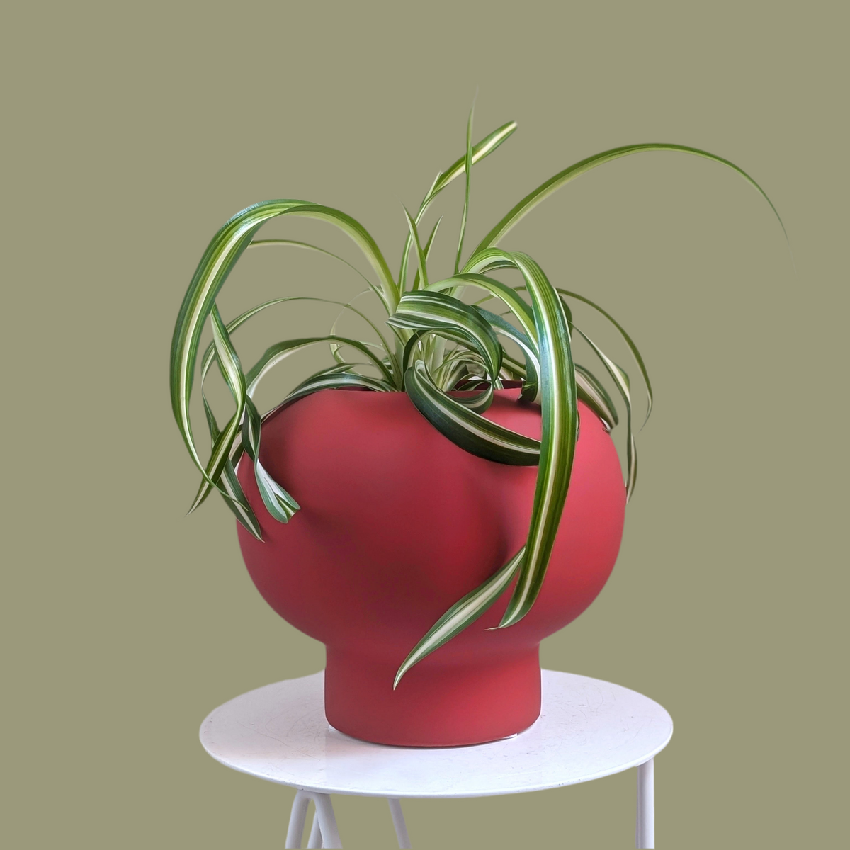 Lucena Tamari Ceramic Cache Pot | Plantsmith Indoor Plants Melbourne