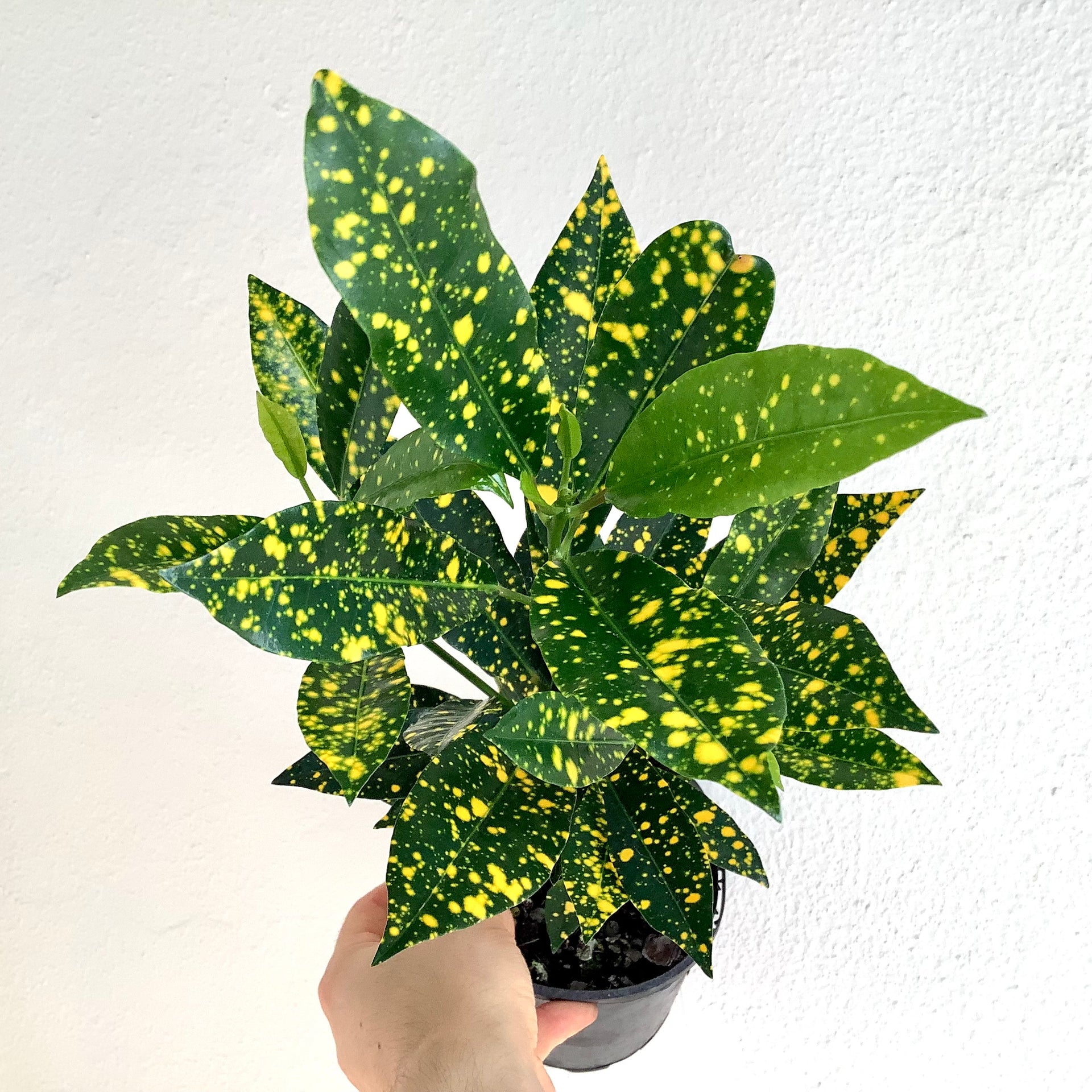 Codiaeum variegatum (Croton) ‘Speckled’ - 12.5cm pot | Plantsmith Indoor Plants Melbourne