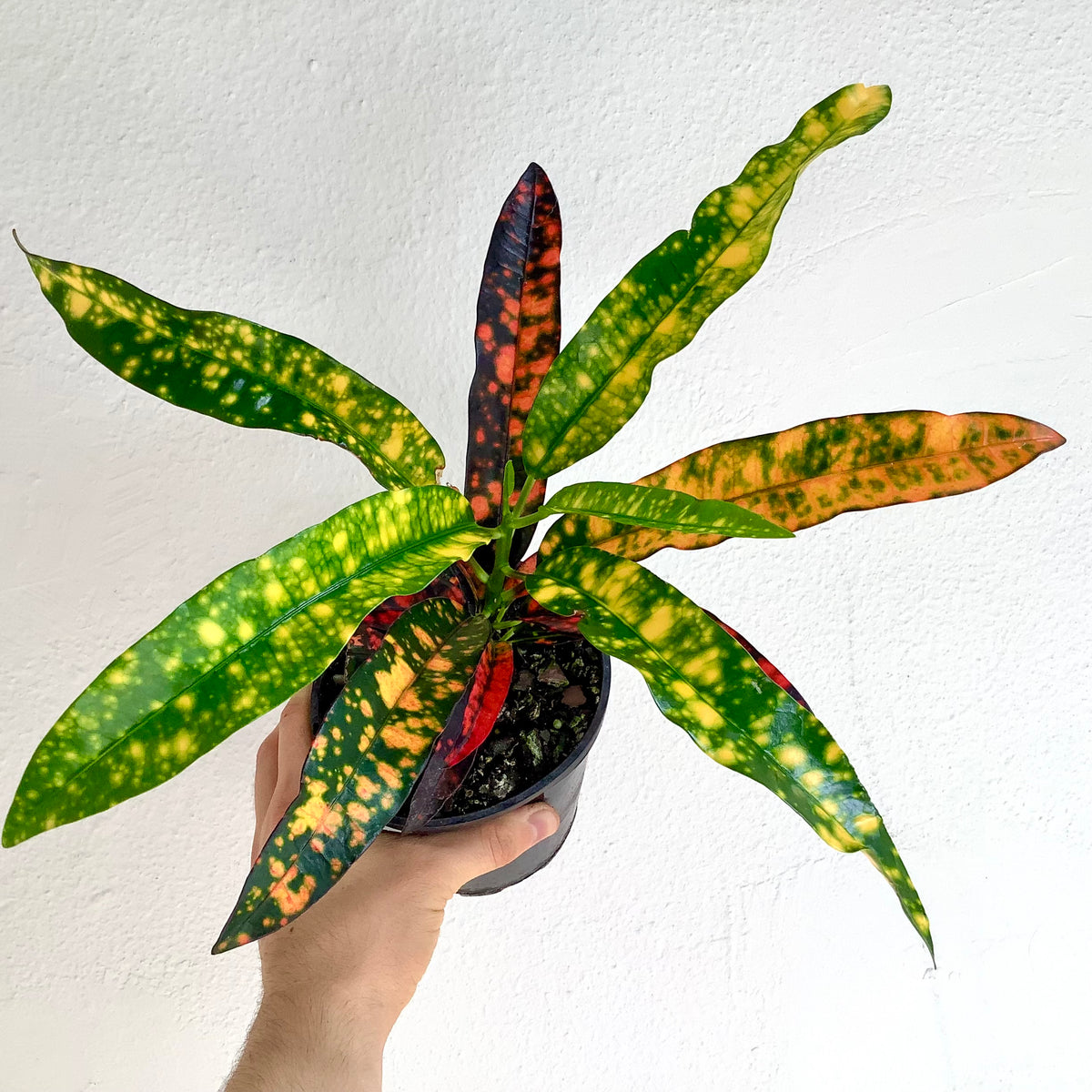 Codiaeum variegatum (Croton) ‘Captain Kidd’ - 12.5cm pot | Plantsmith ...