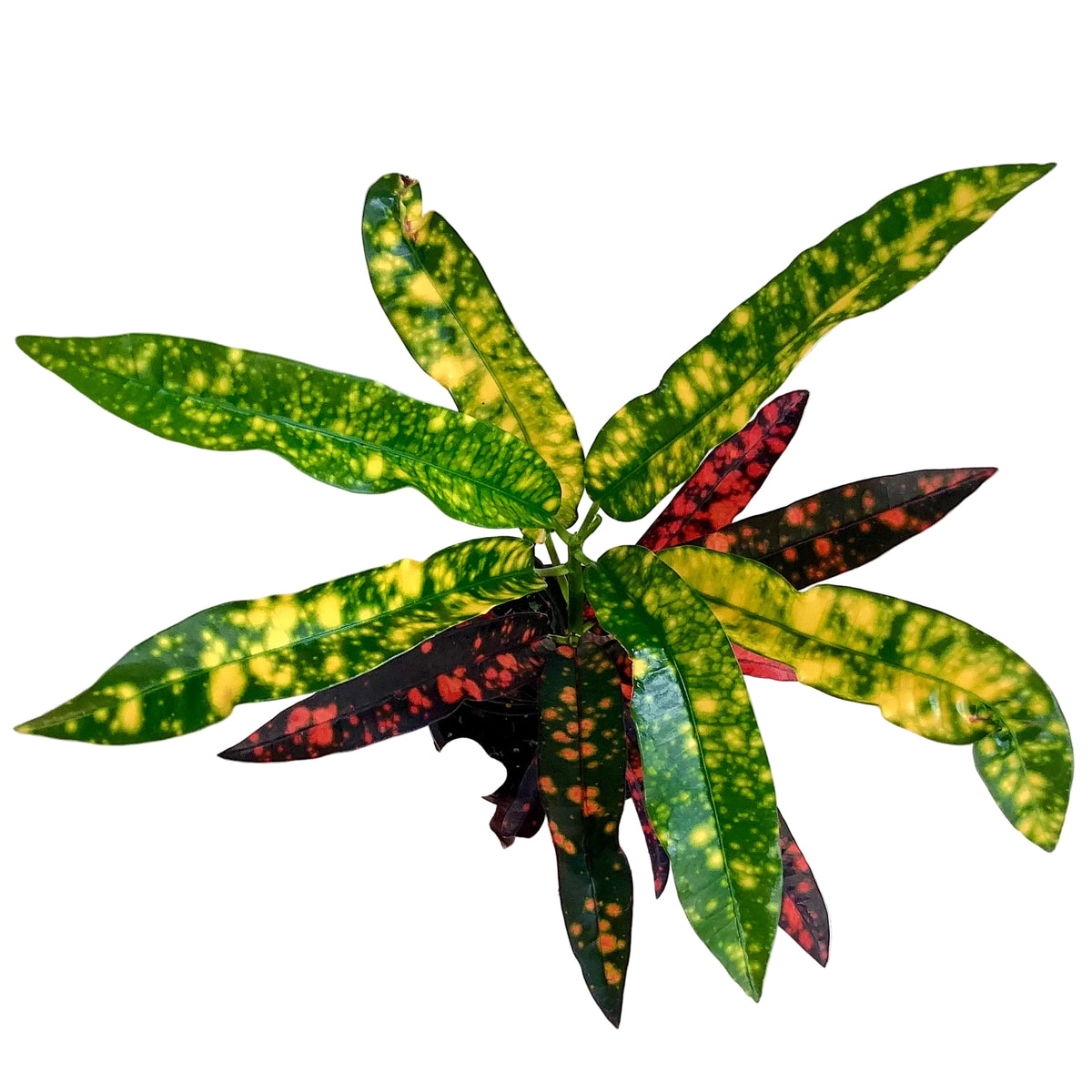 Codiaeum variegatum (Croton) ‘Captain Kidd’ - 12.5cm pot | Plantsmith ...