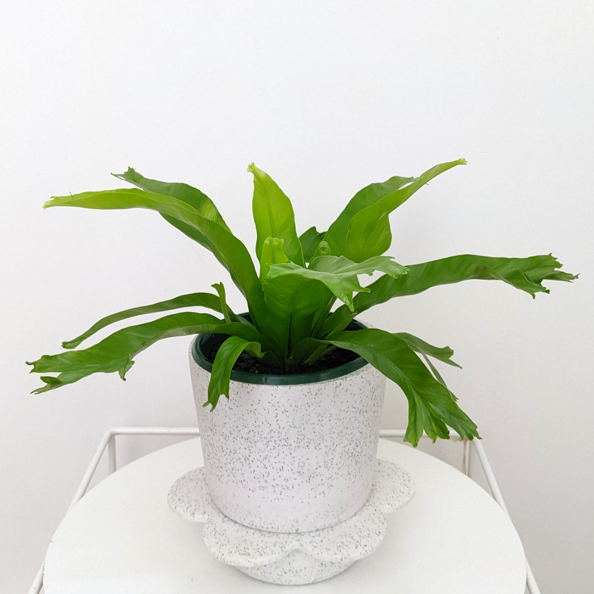 Asplenium antiquum 'Leslie' (Crested Japanese Birdsnest Fern) - 11cm ...