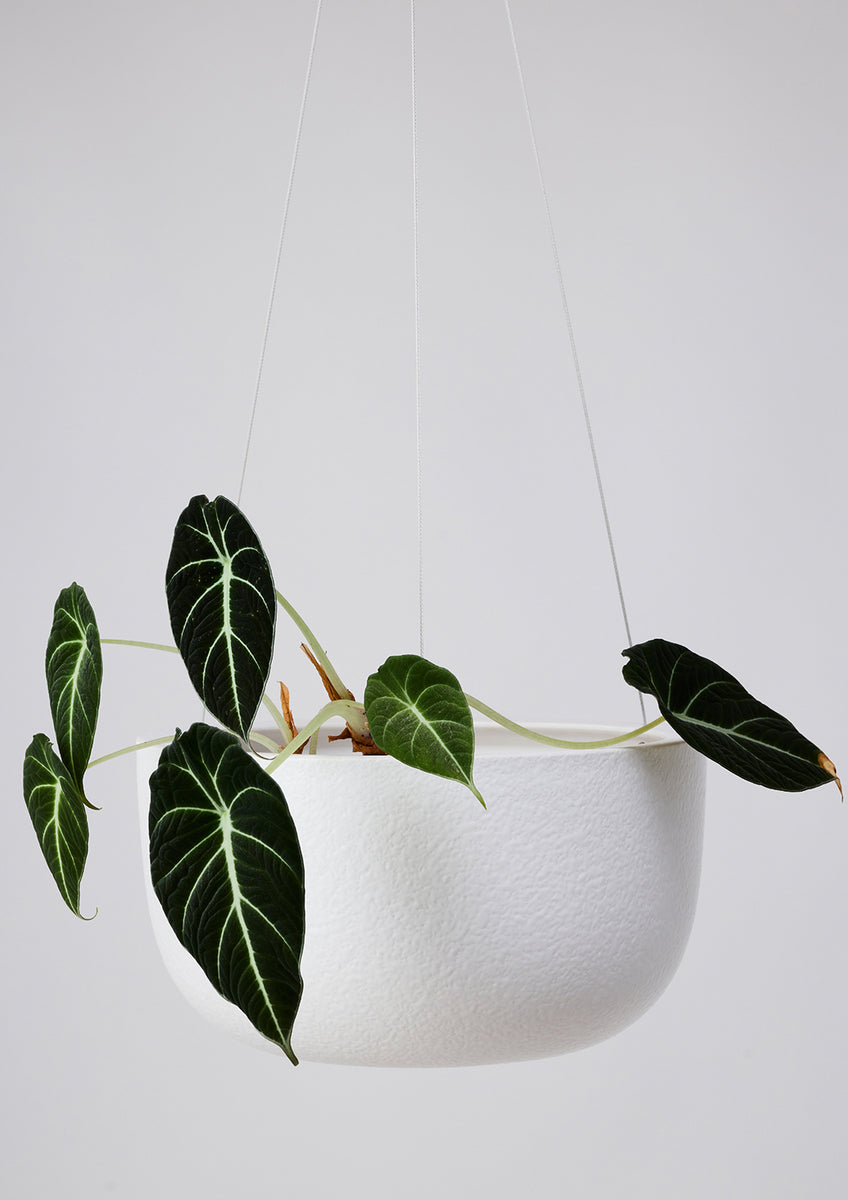 Angus & Celeste Glazed Earth Hanging Planter - White Boucle ...