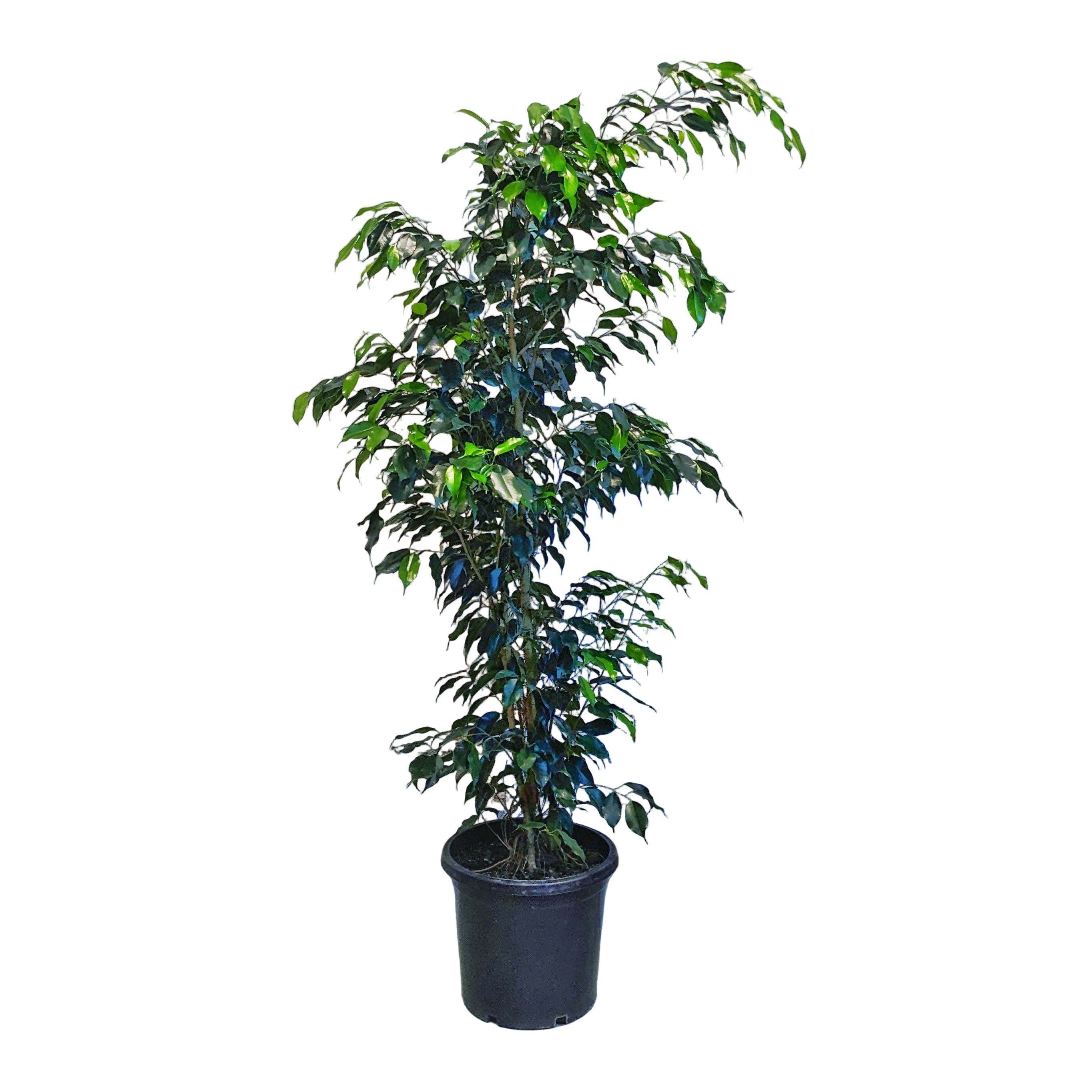 Ficus benjamina 'Midnight Petite' (Miniature Weeping Fig) - 30cm pot ...