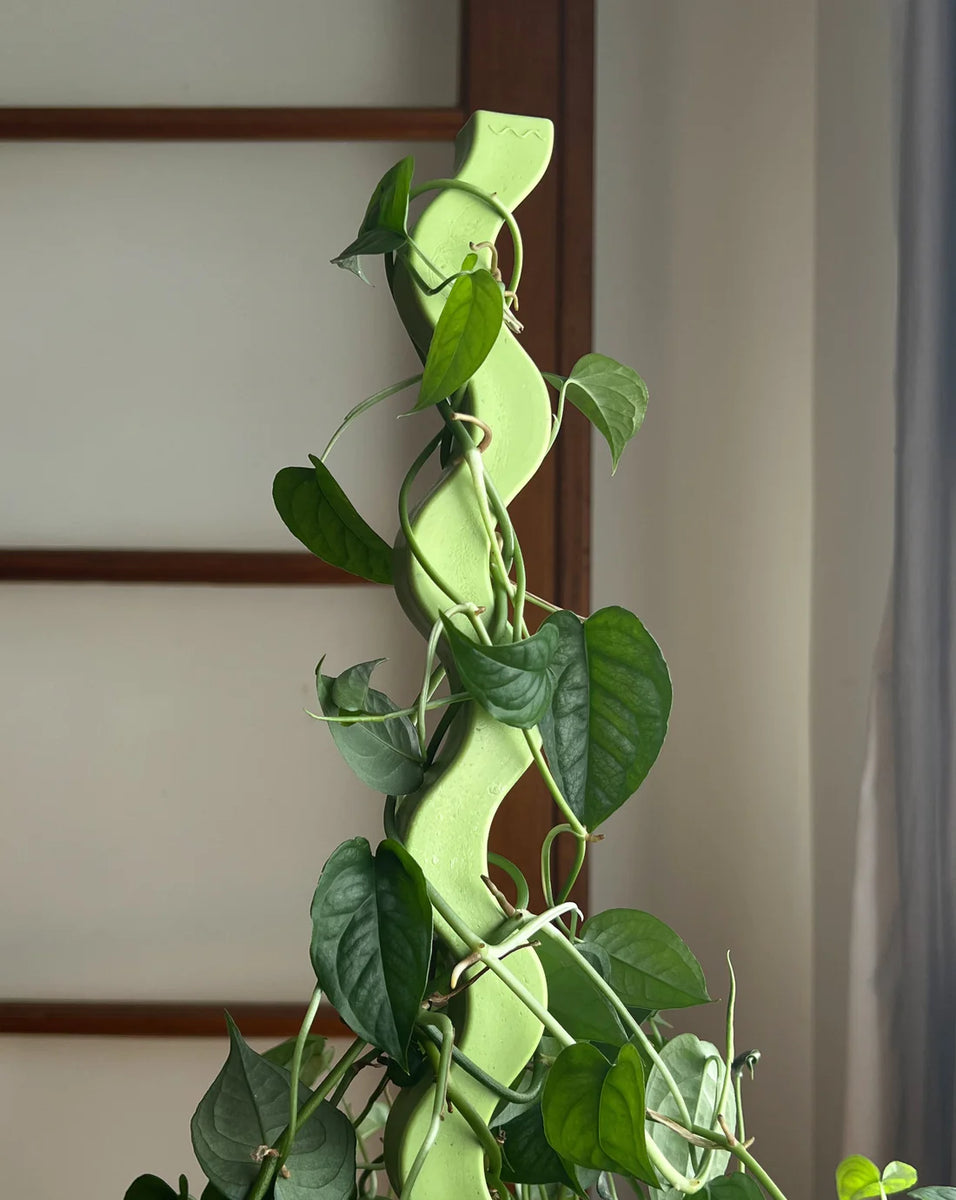 JADE Totems by Secateur Me Baby | Plantsmith Indoor Plants Melbourne